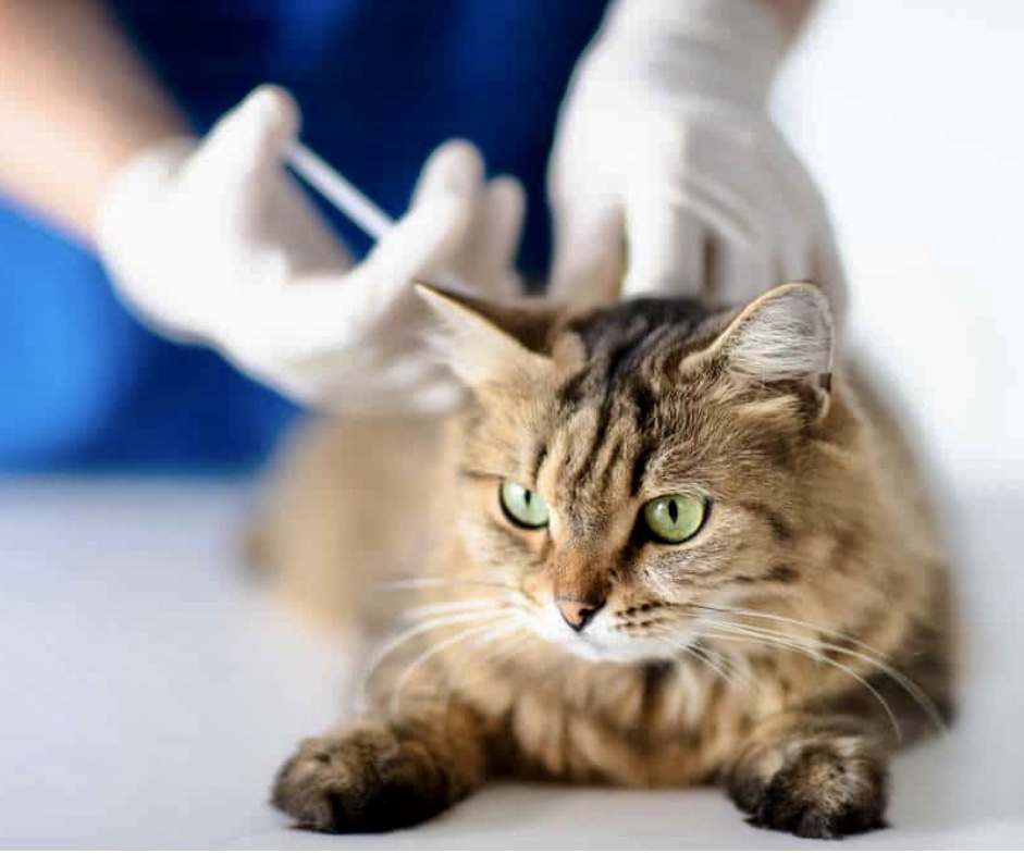 Flea Control Solutions – 07 41 611 404